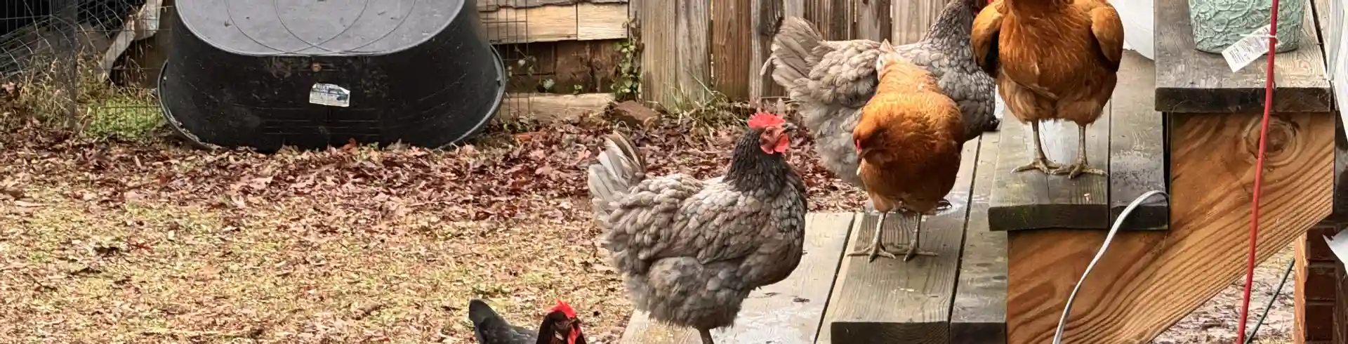 Sunnyside Chickens / The Sunnyside Sisters B&B